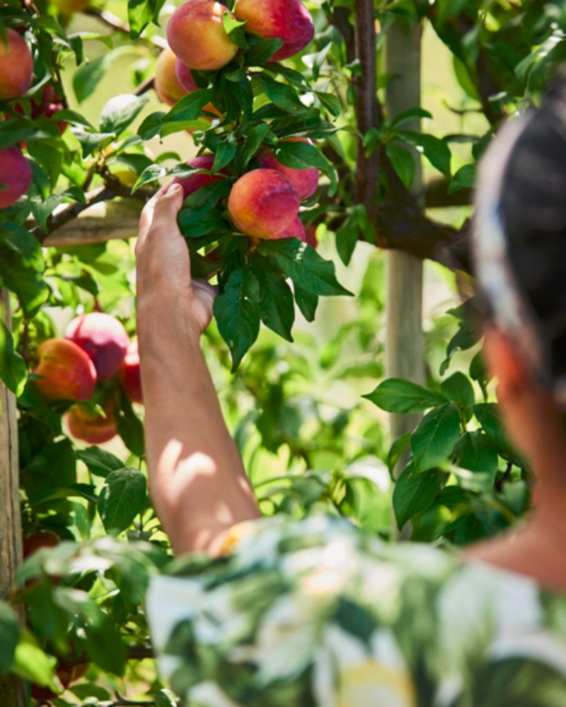 Celebrate nature’s bountiful harvest at the Boschendal Harvest Festival ...