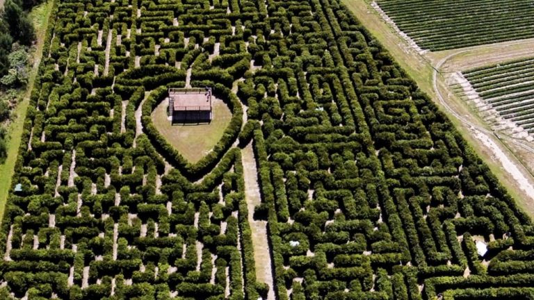 Redberry Maze in George hailed as one of the most amazing in the world ...