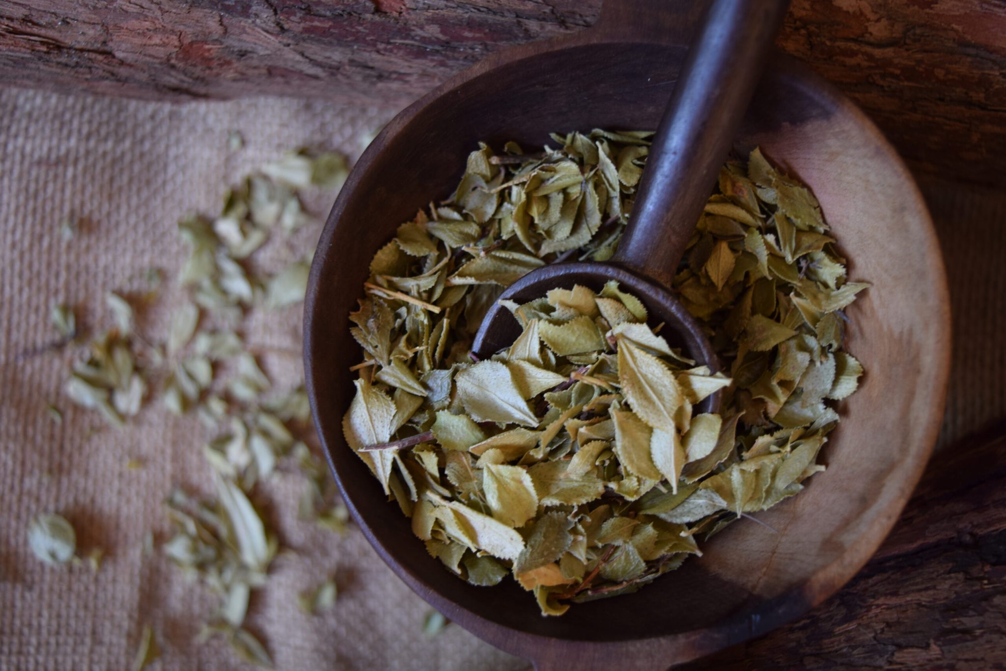 The benefits of buchu – Food & Home Magazine