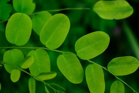 Everything to know about Moringa: What is it, its uses and benefits ...