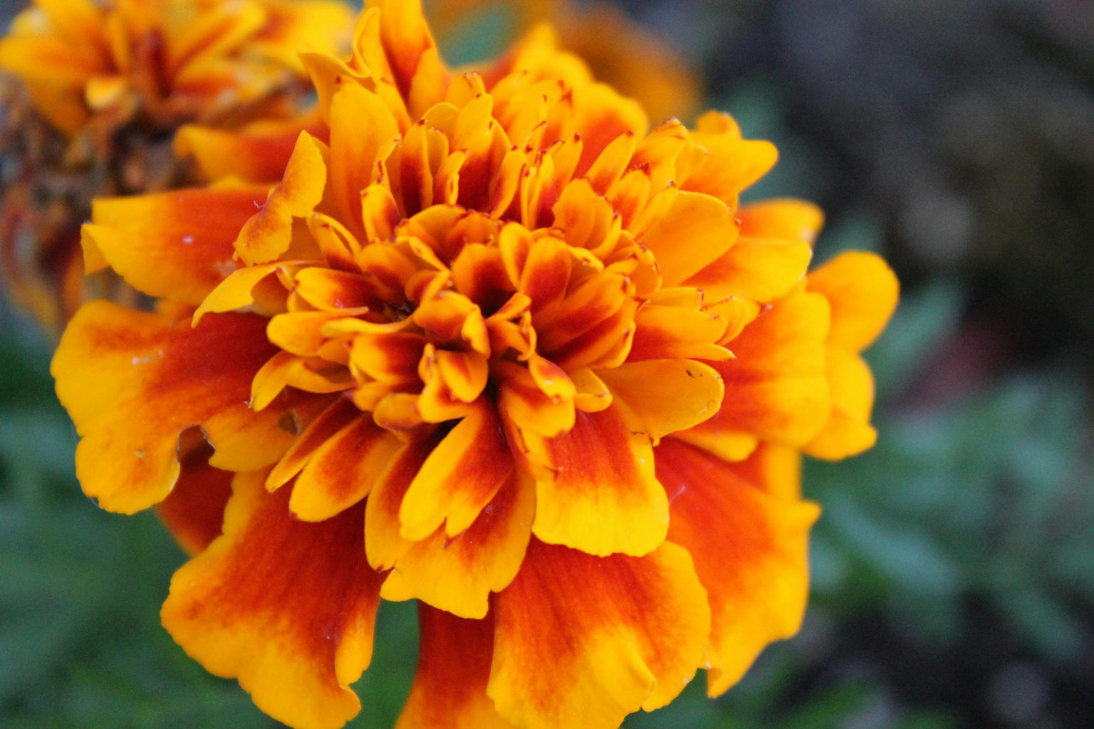 Your guide to edible and non-edible flowers | SA Garden and Home