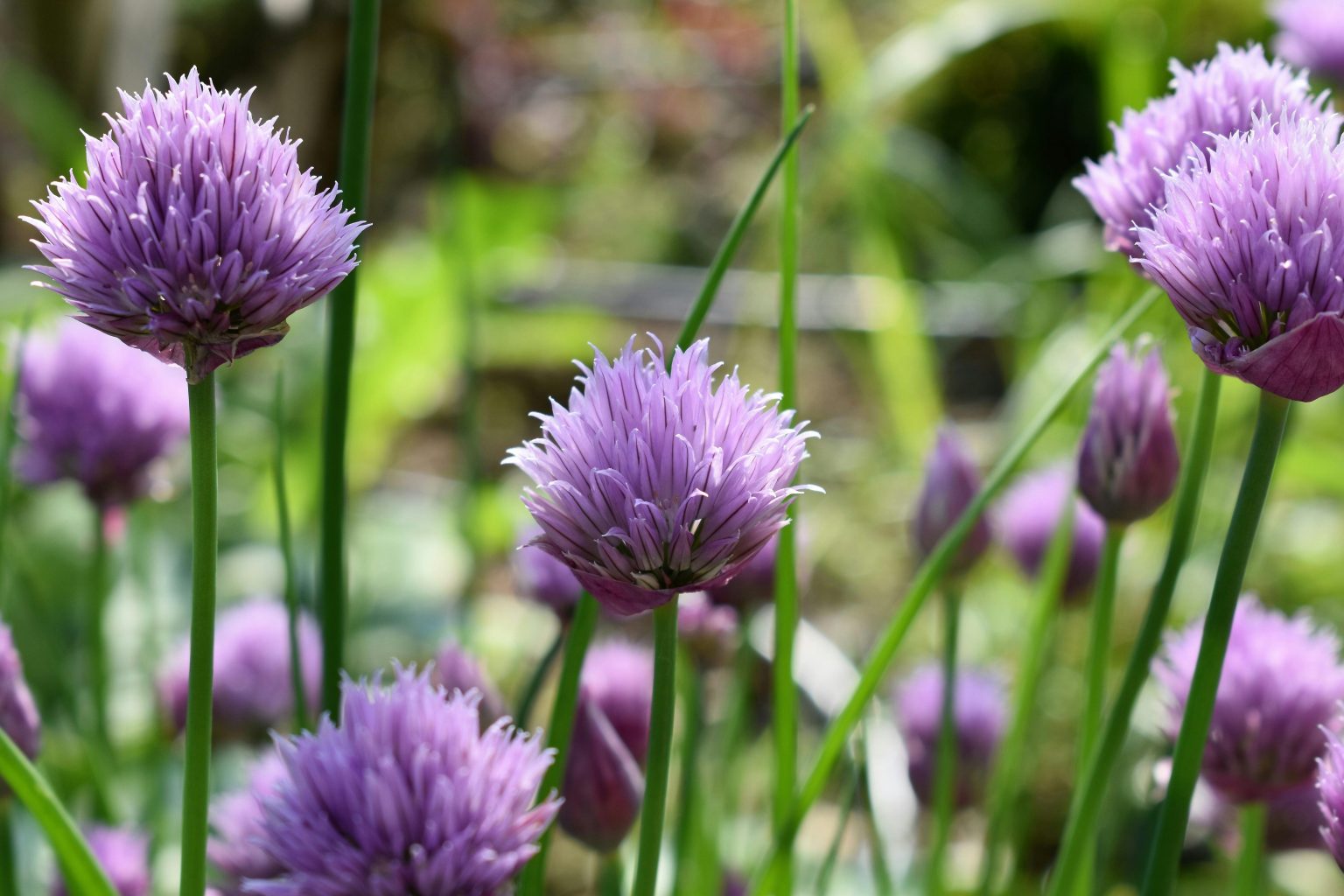 Your guide to edible and non-edible flowers | SA Garden and Home