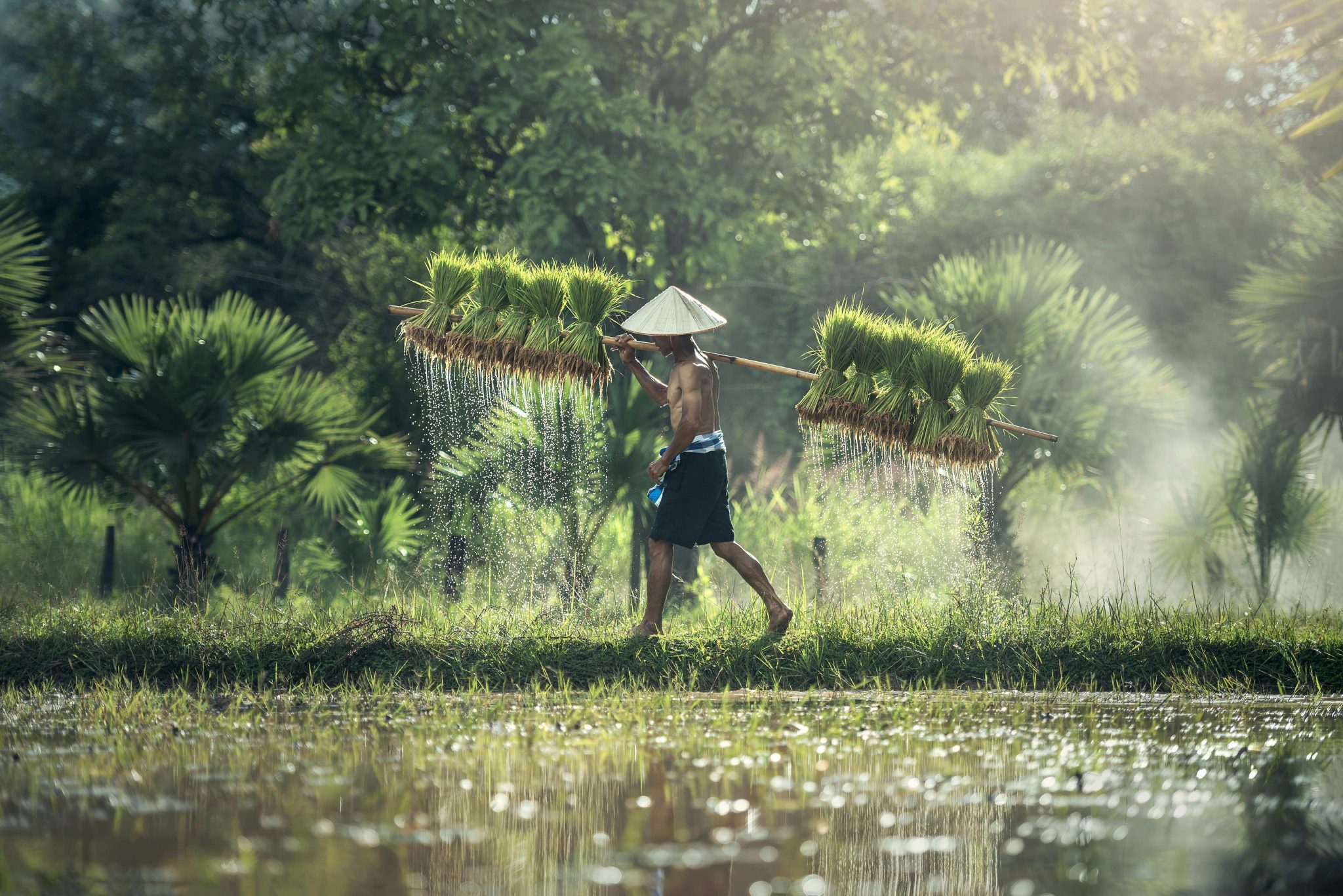 Rinse or skip? The truth about prepping rice – Food & Home Magazine